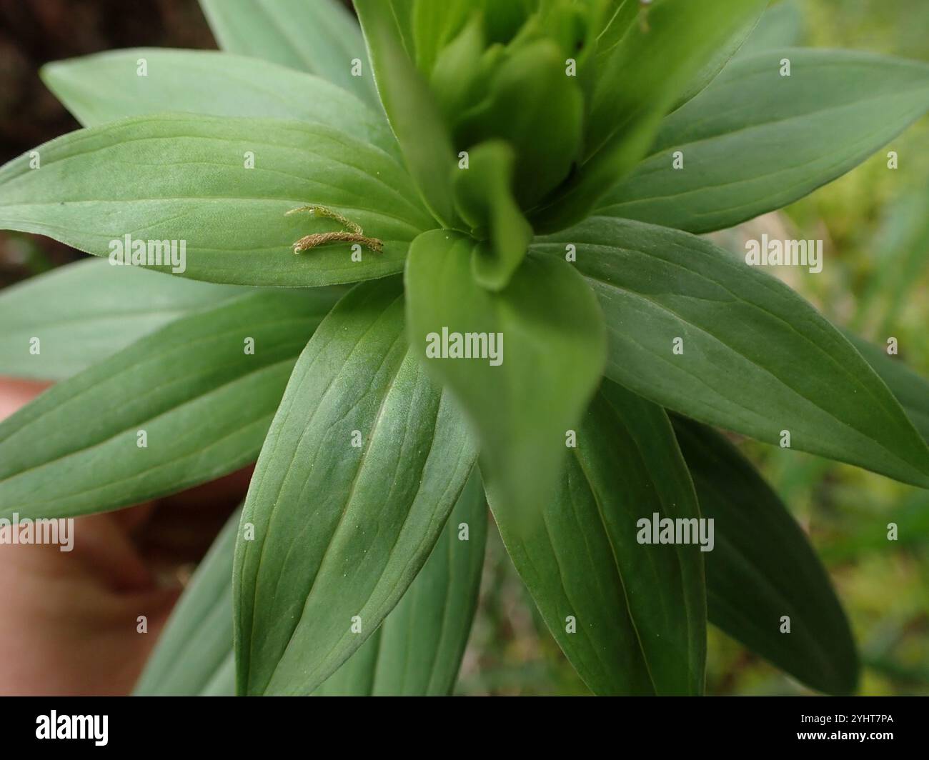 Columbia lily (Lilium columbianum Stock Photo - Alamy