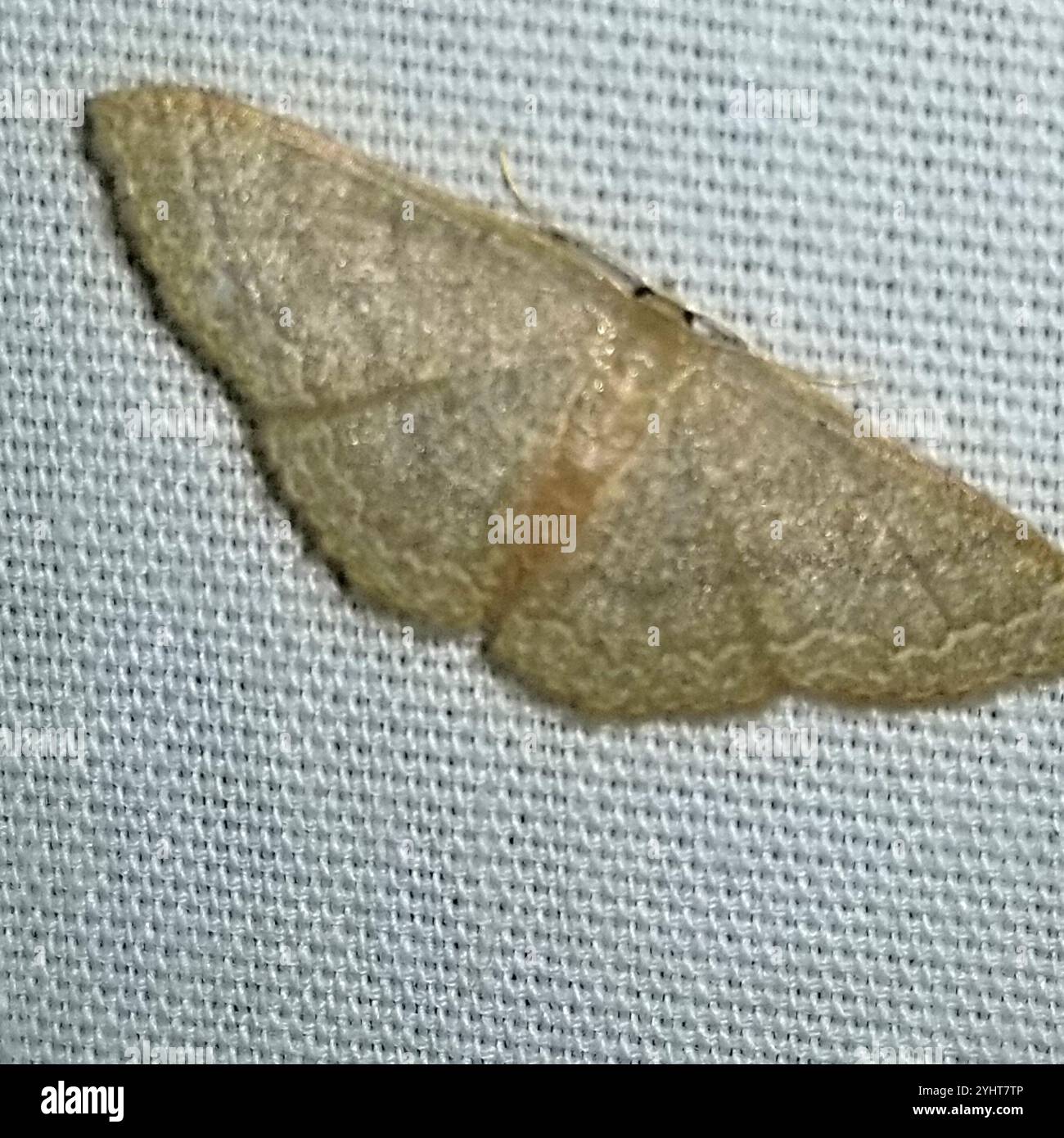 Common Tan Wave (Pleuroprucha insulsaria Stock Photo - Alamy