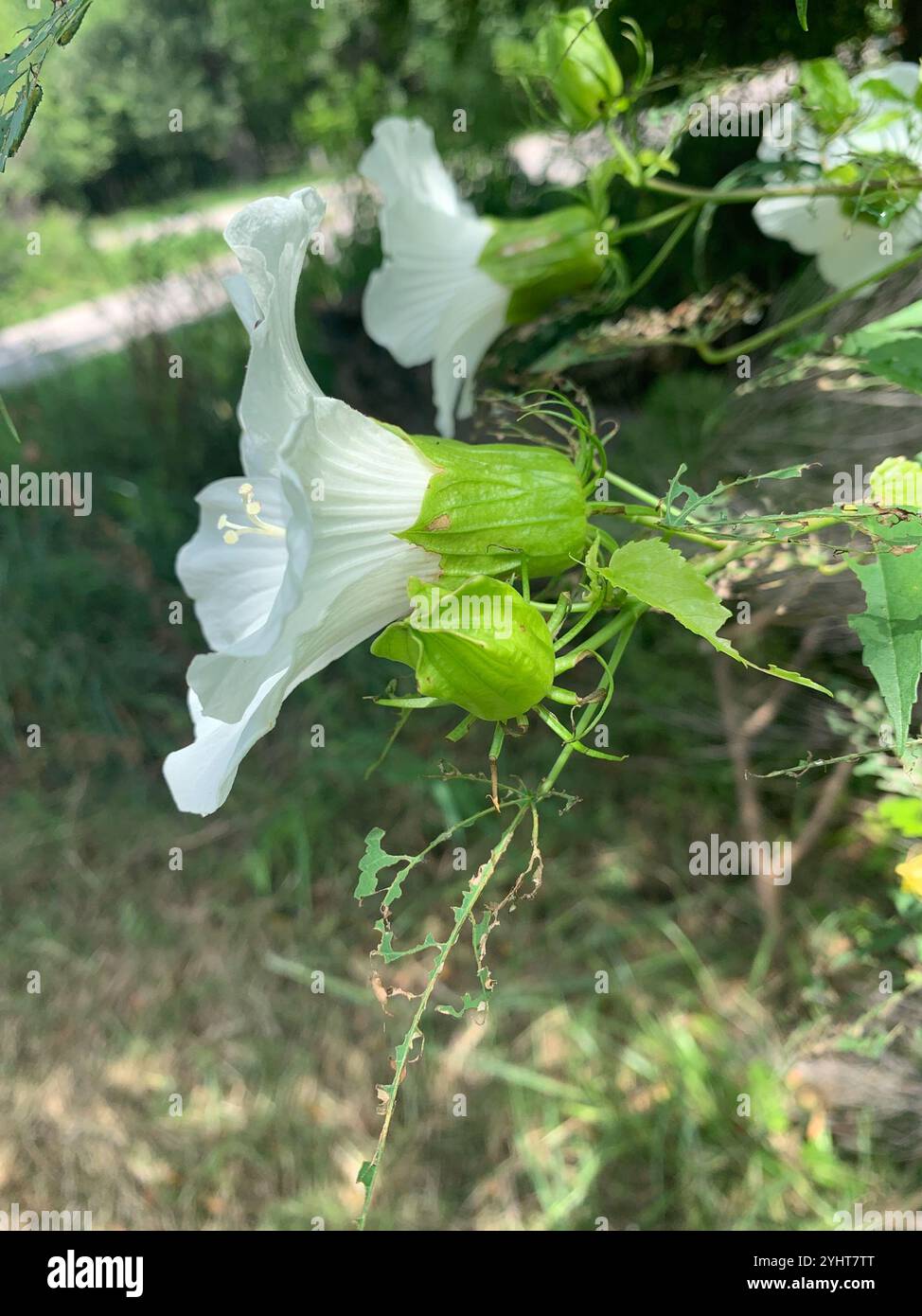 Halberd-leaf Rosemallow (Hibiscus laevis Stock Photo - Alamy