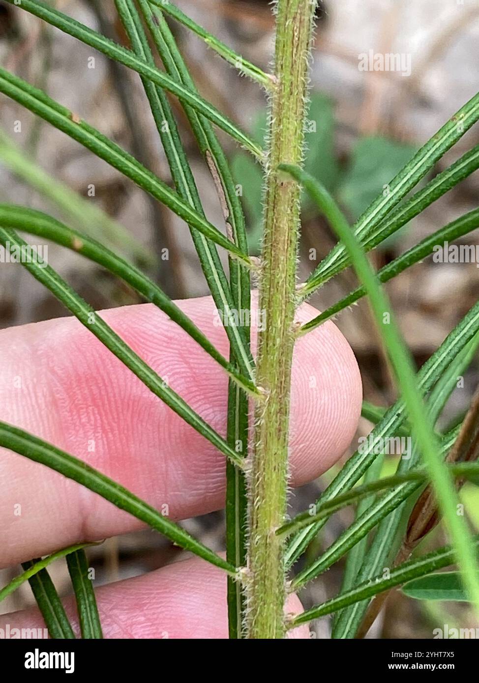 Narrow Leaf Ironweed (Vernonia angustifolia Stock Photo - Alamy