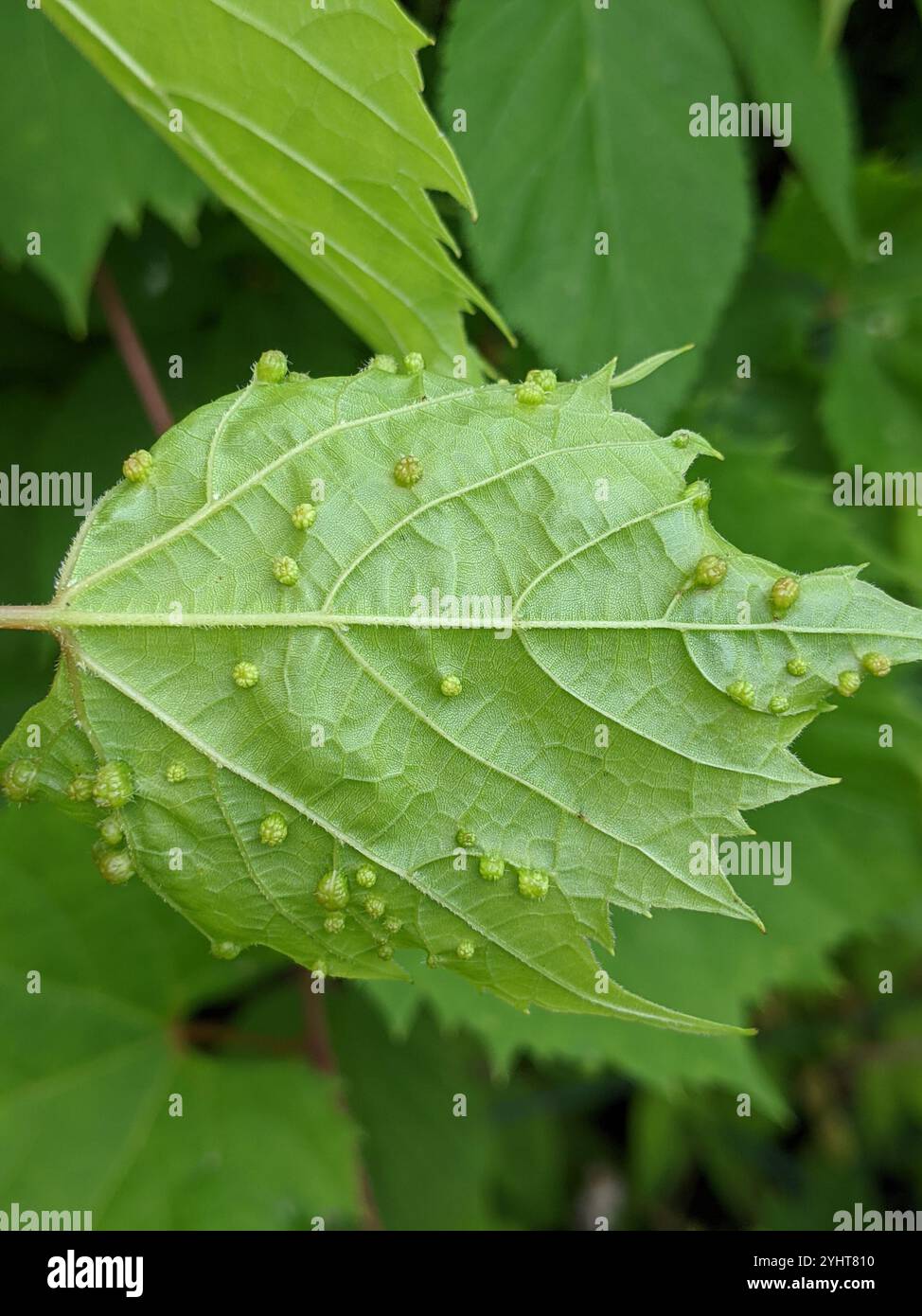 Grape Phylloxera (Daktulosphaira vitifoliae Stock Photo - Alamy
