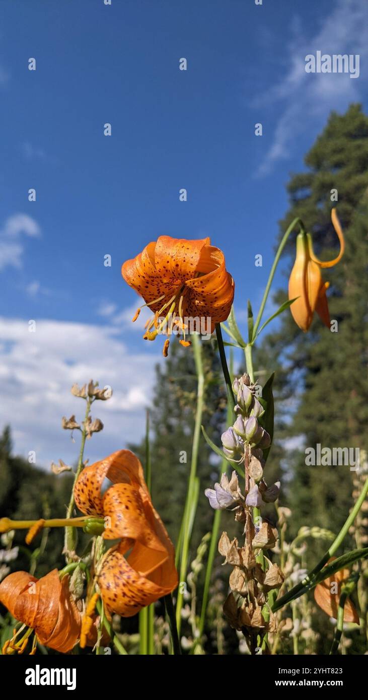 shasta lily (Lilium pardalinum shastense Stock Photo - Alamy