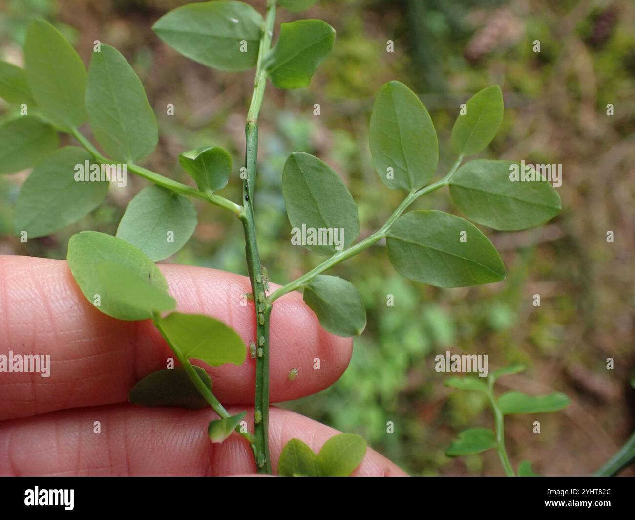 Red Huckleberry (Vaccinium parvifolium Stock Photo - Alamy