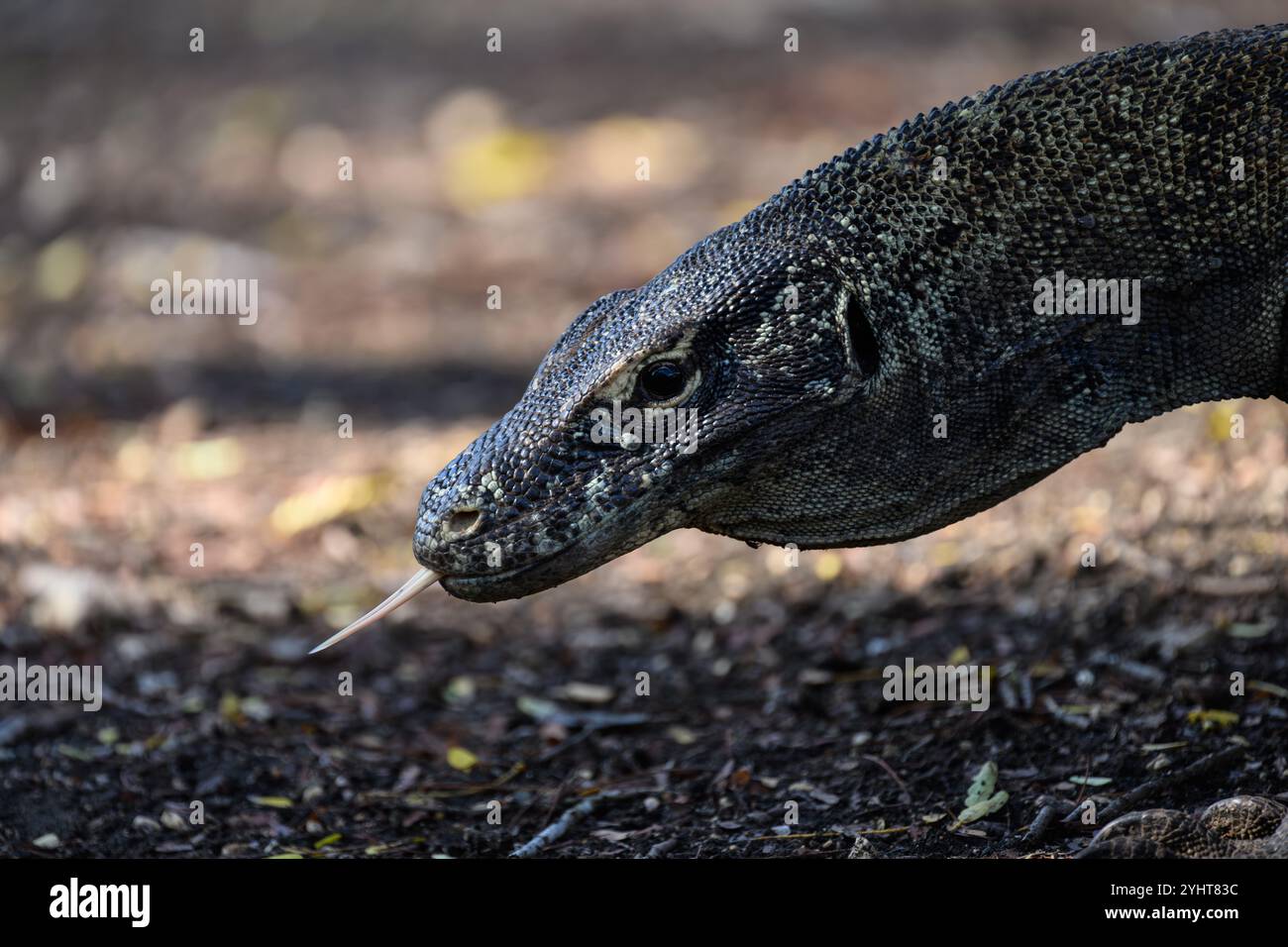 Komodo Dragon or Monitor Lizard Head with Tongue Sticking Out on Rinca ...