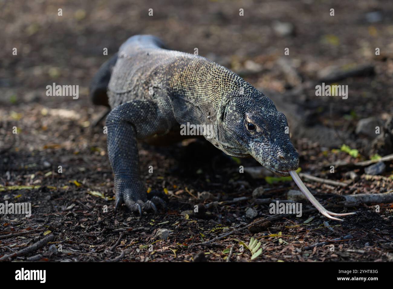 Komodo Dragon or Giant Komodo Monitor Lizard Walking with Tongue ...