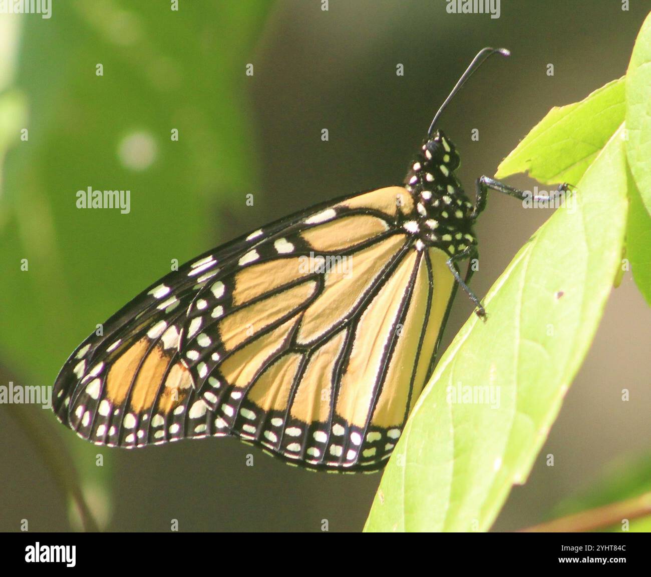 Monarch (Danaus plexippus Stock Photo - Alamy