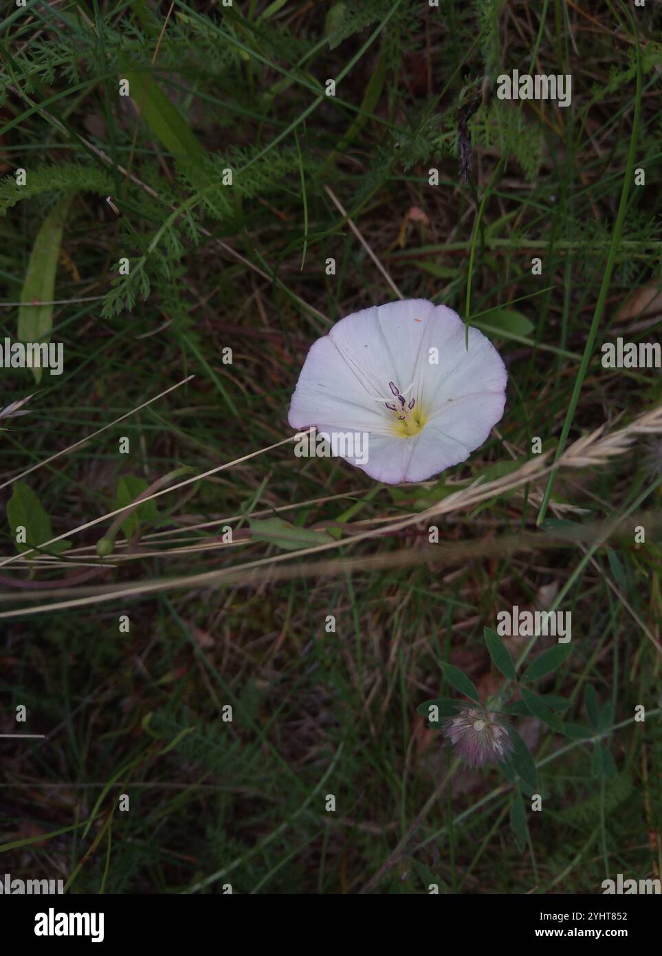 field bindweed (Convolvulus arvensis Stock Photo - Alamy