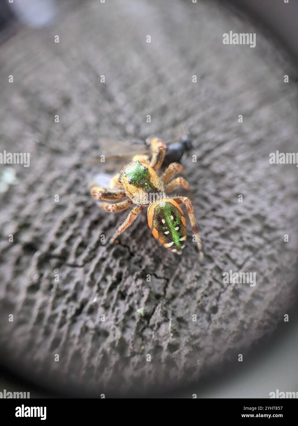 Golden Jumping Spider (Paraphidippus aurantius Stock Photo - Alamy