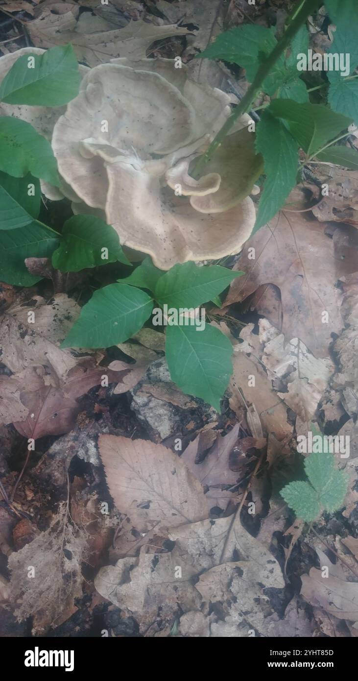 Black-staining Polypore (Meripilus sumstinei Stock Photo - Alamy