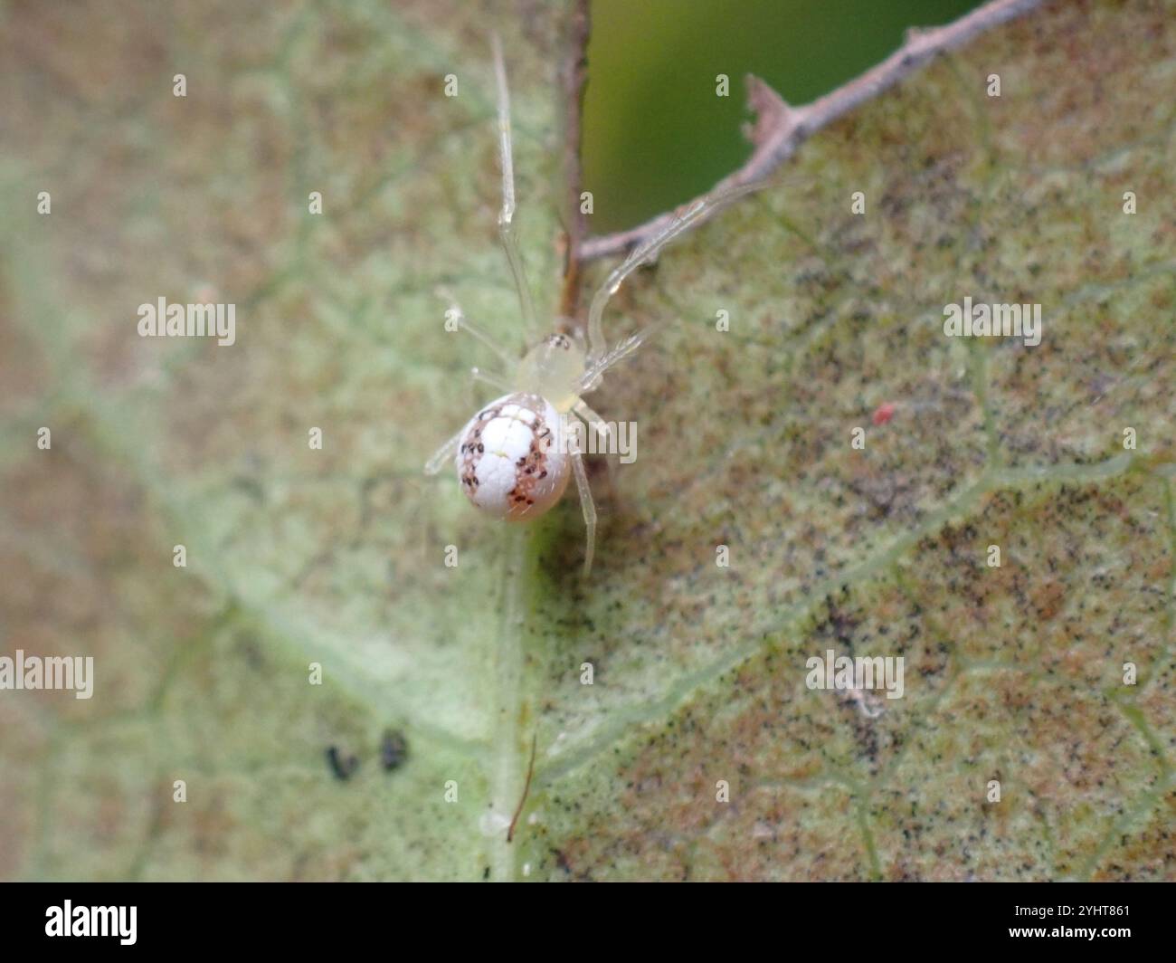 Comb-footed Spiders (Theridiidae Stock Photo - Alamy