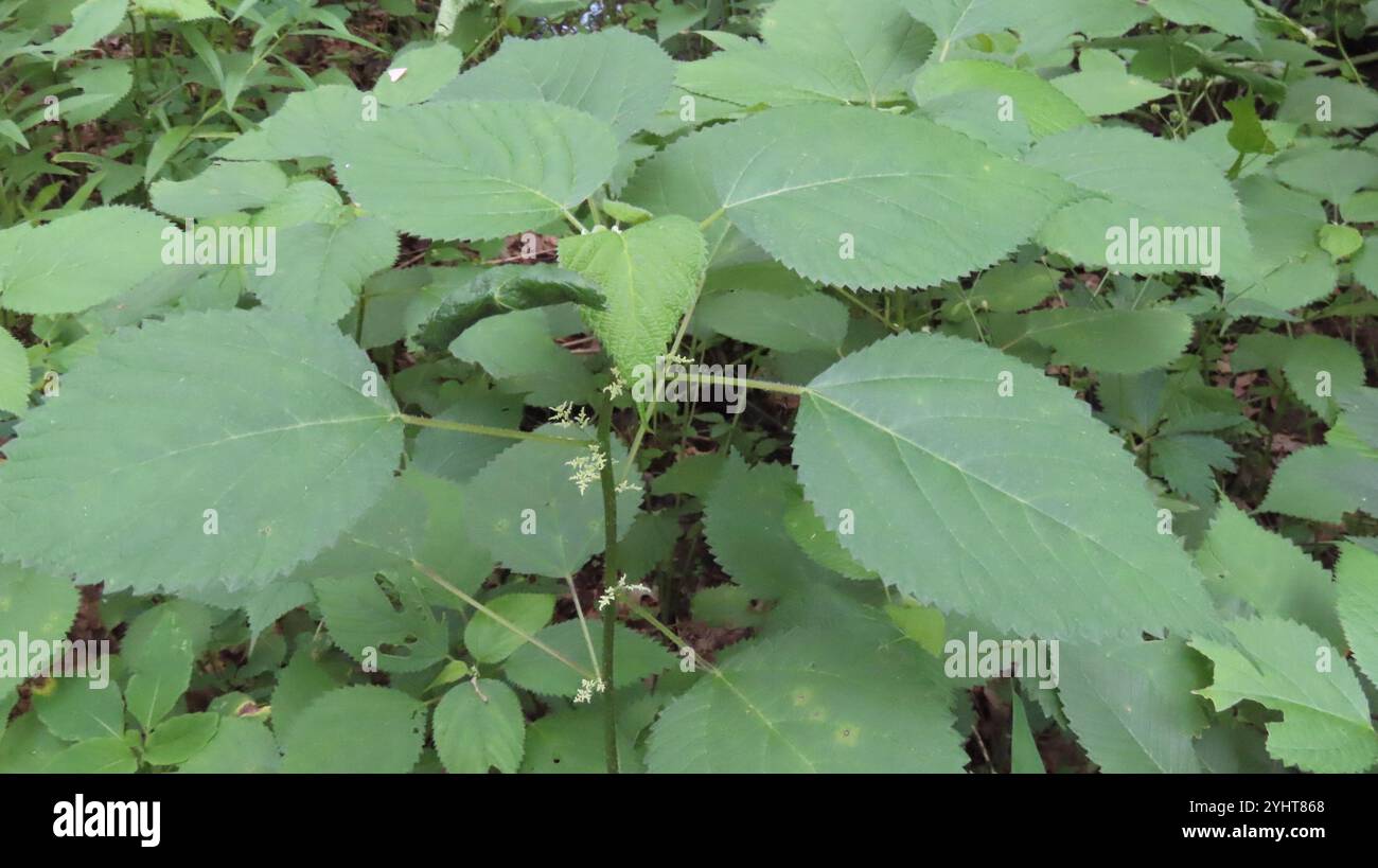 Wood nettle laportea canadensis hi-res stock photography and images - Alamy