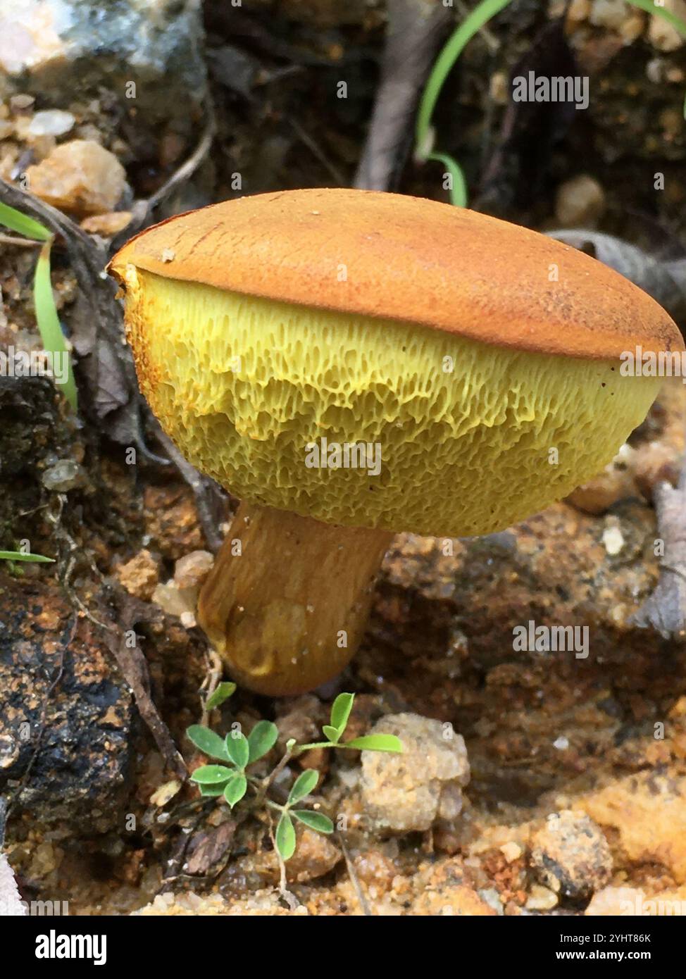 Bicolor bolete hi-res stock photography and images - Alamy