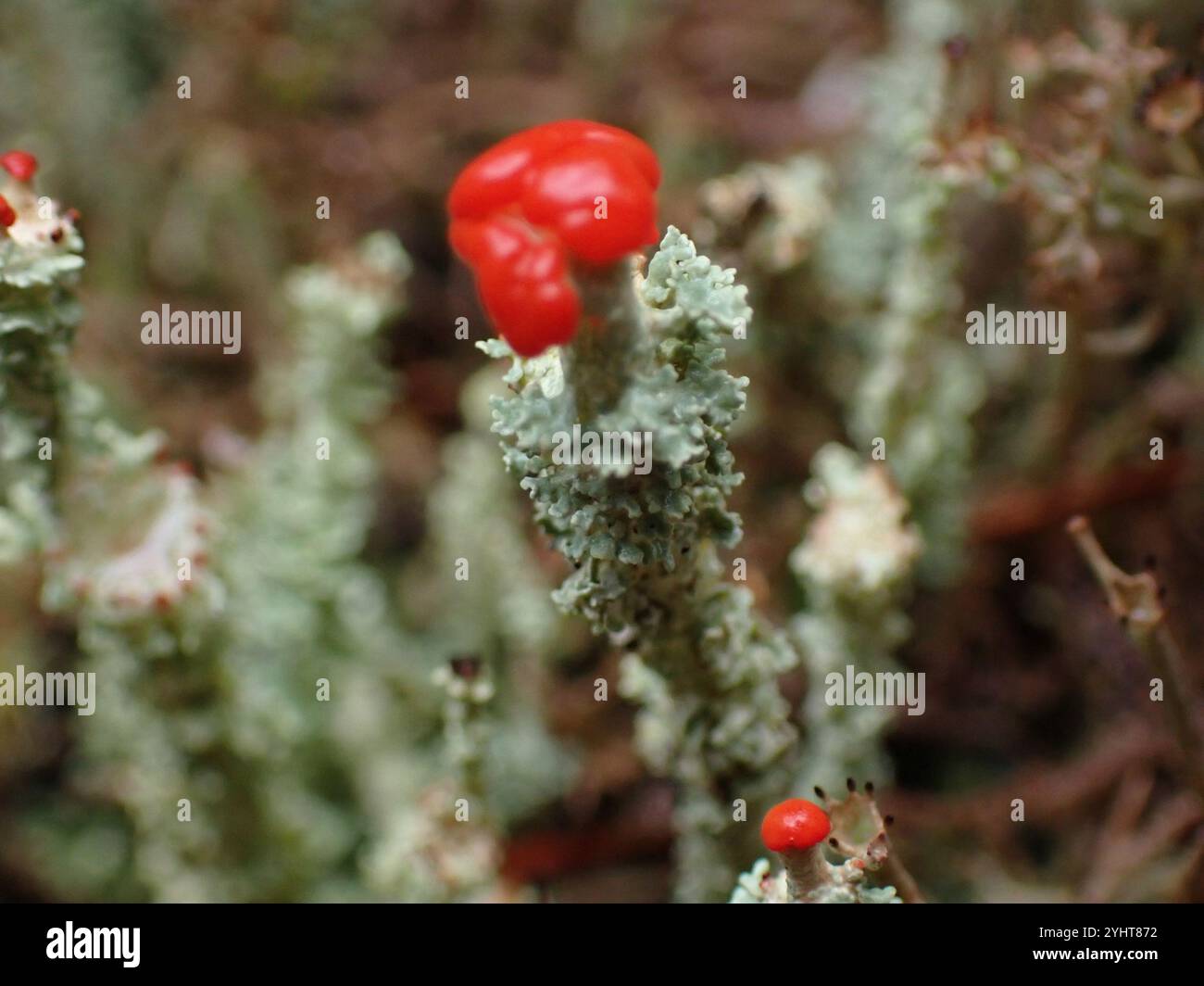 pixie cup and reindeer lichens (Cladonia Stock Photo - Alamy