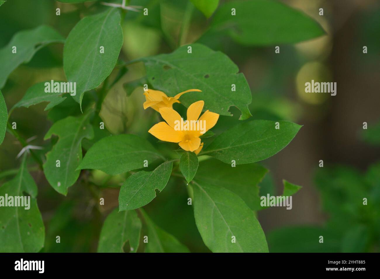 porcupine flower (Barleria prionitis Stock Photo - Alamy