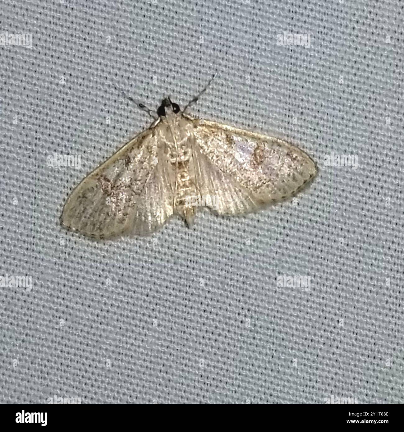 Freeman's Palpita Moth (Palpita freemanalis Stock Photo - Alamy