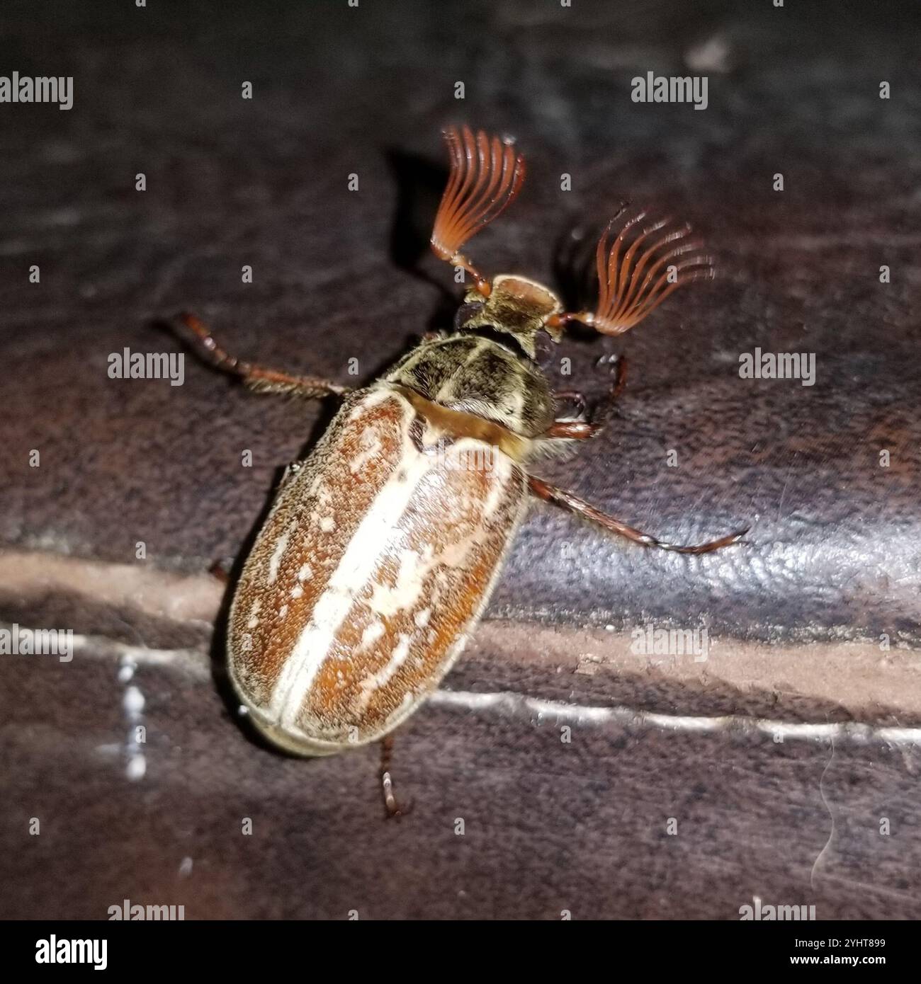 June Beetles (Melolonthinae Stock Photo - Alamy