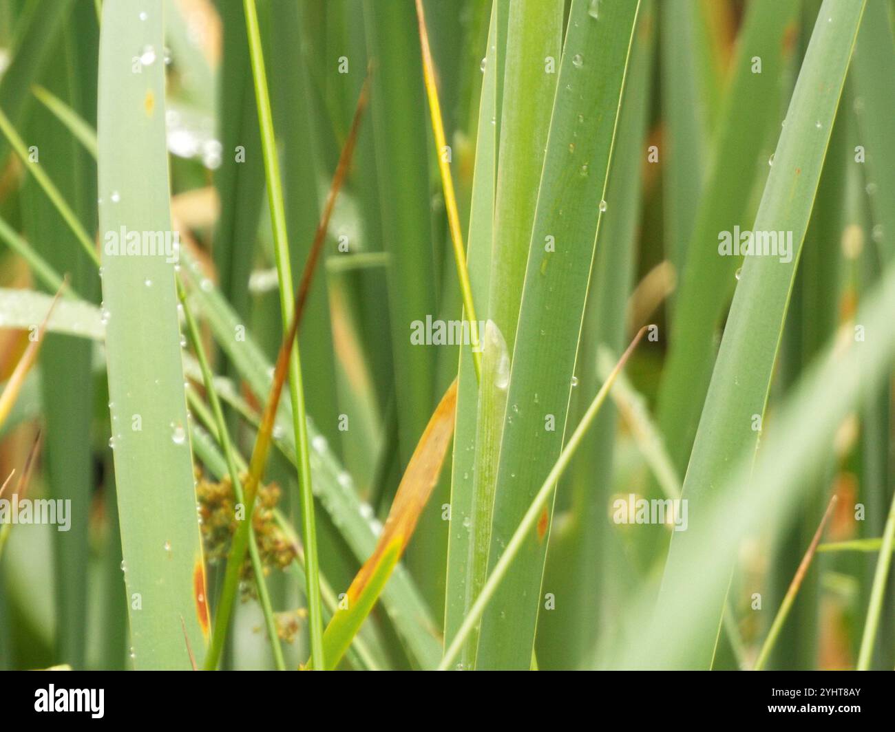 grasses, sedges, cattails, and allies (Poales Stock Photo - Alamy