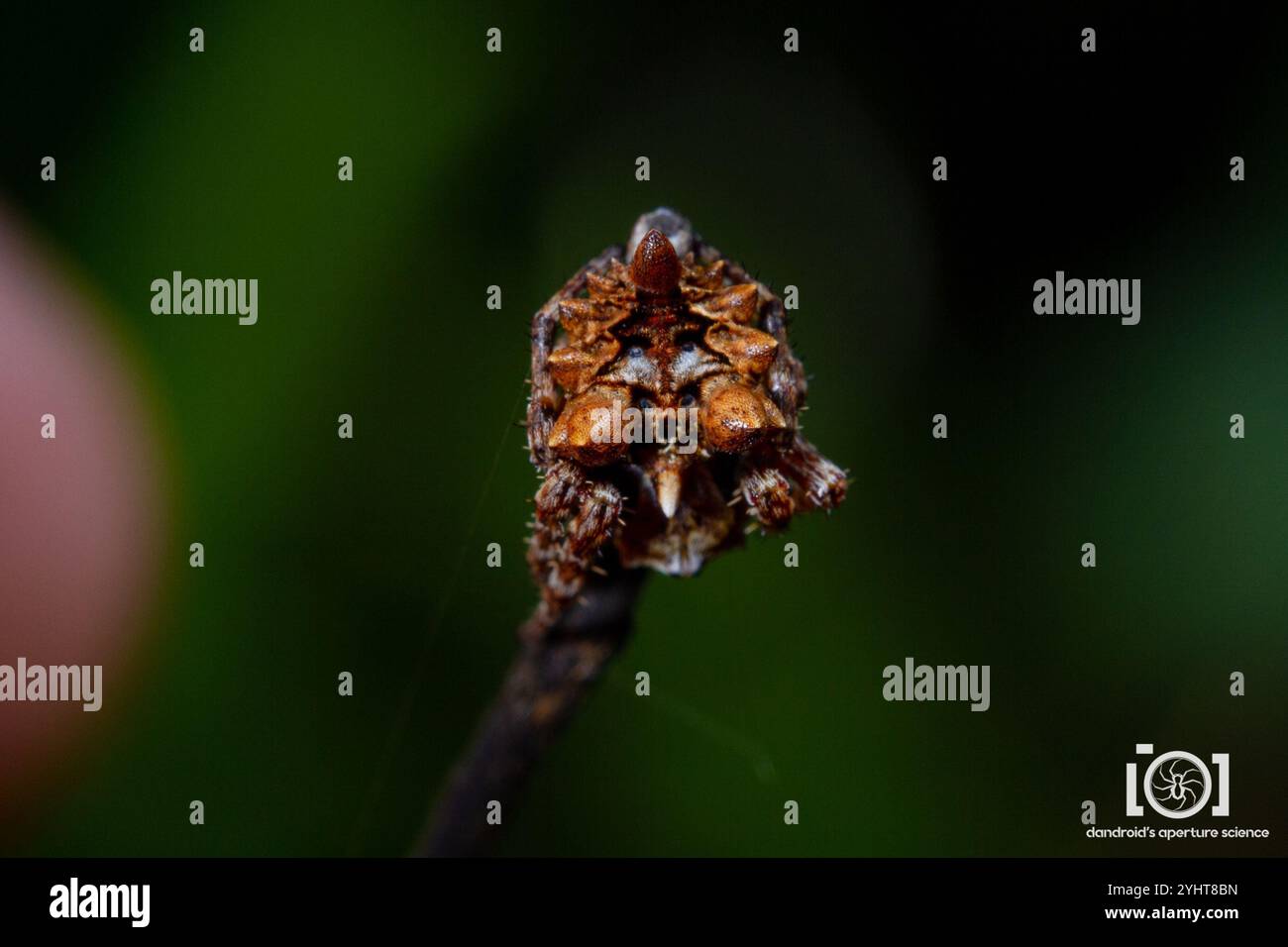 Star-bellied Orb-web Spiders (Acanthepeira Stock Photo - Alamy