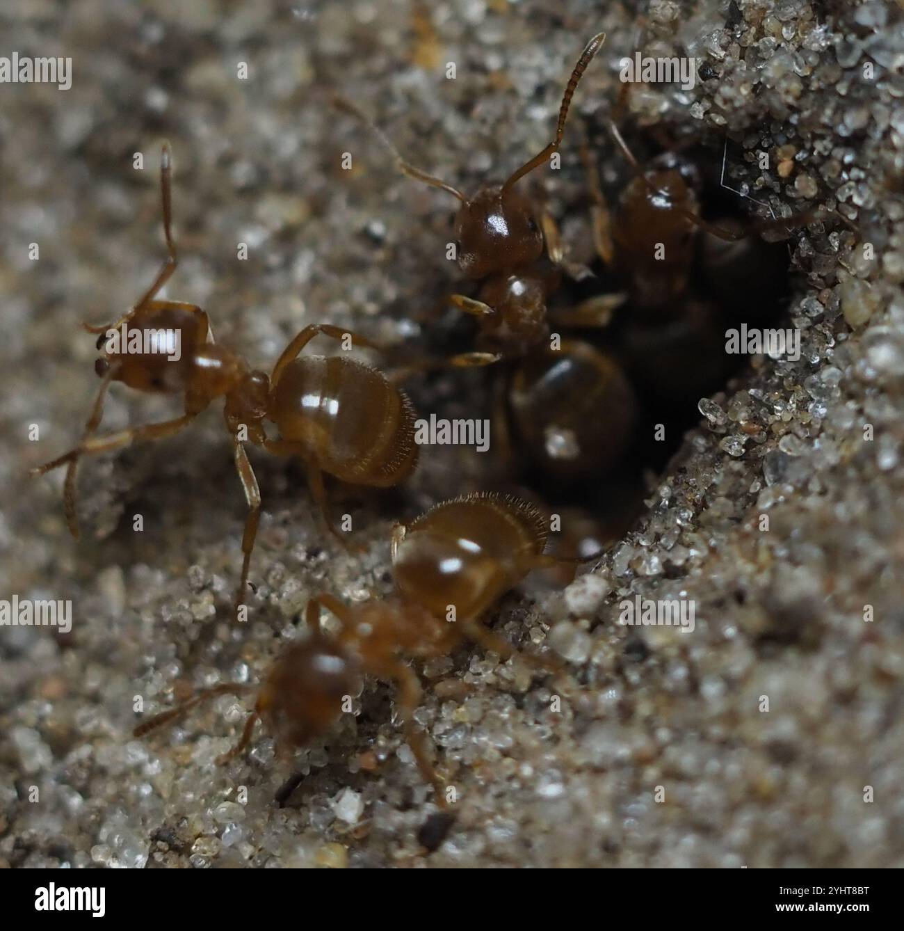 Lasius aphidicola hi-res stock photography and images - Alamy
