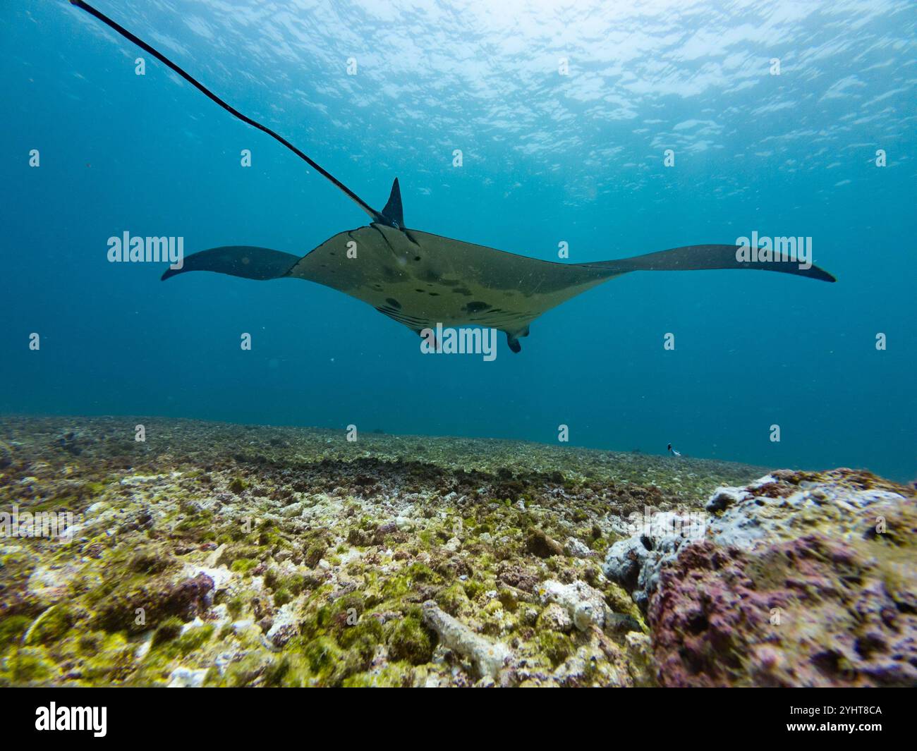 Manta Ray Swimming at Makassar Reef, also called Manta Point at Komodo ...