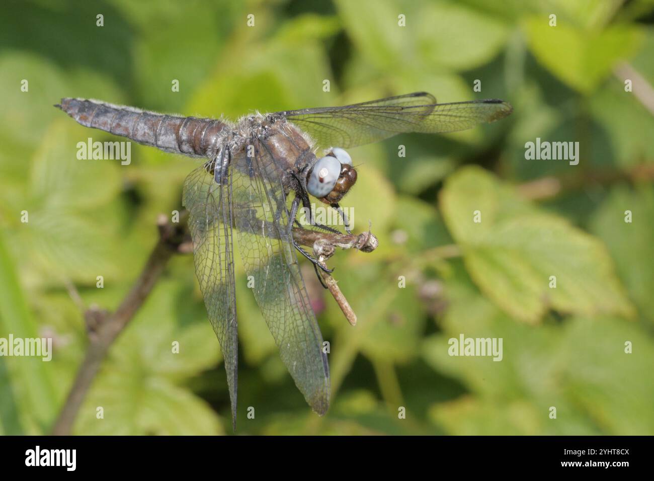 Scarce Chaser (Libellula fulva Stock Photo - Alamy