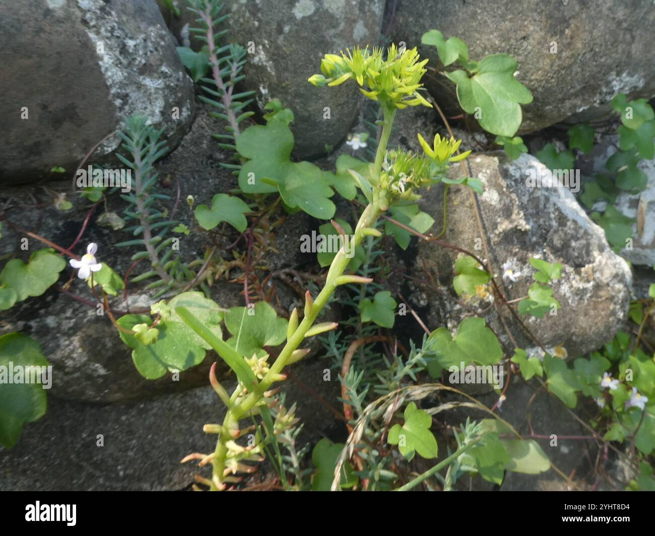 Reflexed Stonecrop (Petrosedum rupestre Stock Photo - Alamy