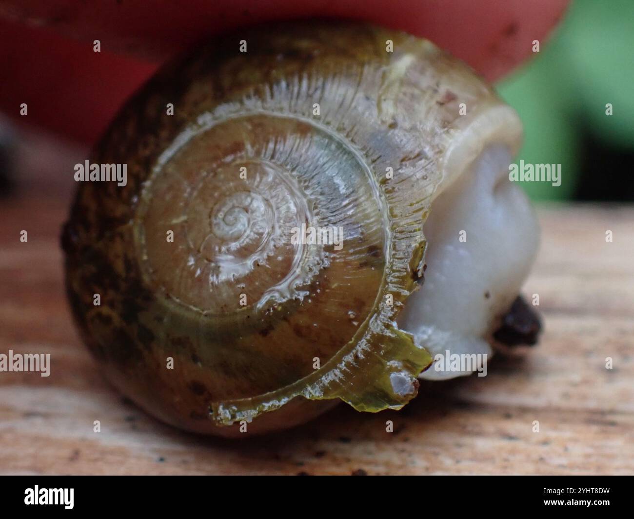 Common Land Snails and Slugs (Stylommatophora Stock Photo - Alamy