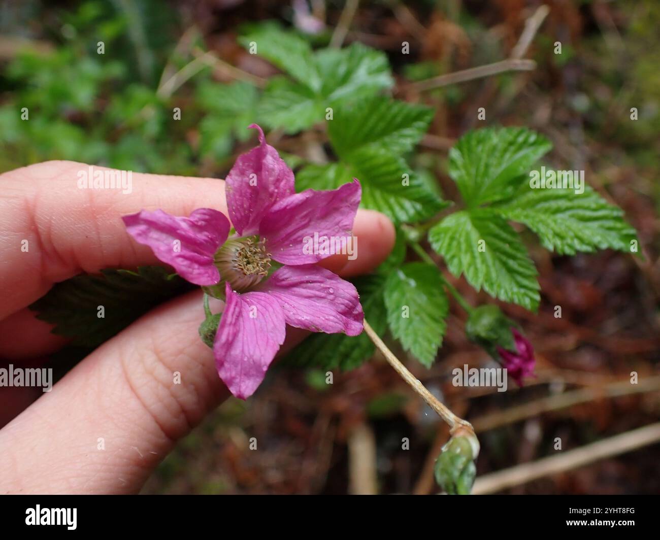 Salmonberry (Rubus spectabilis Stock Photo - Alamy