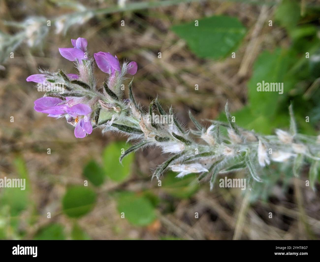Showy Locoweed (Oxytropis splendens Stock Photo - Alamy