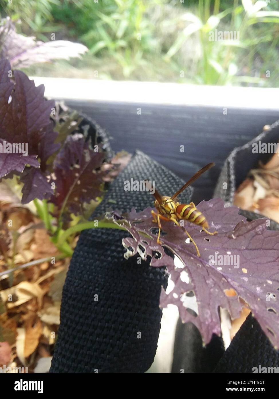 Guinea Paper Wasp (Polistes exclamans Stock Photo - Alamy