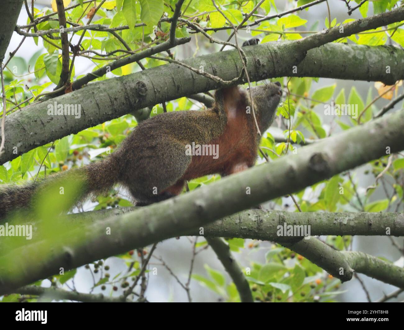 Taiwan Squirrel (Callosciurus erythraeus thaiwanensis Stock Photo - Alamy