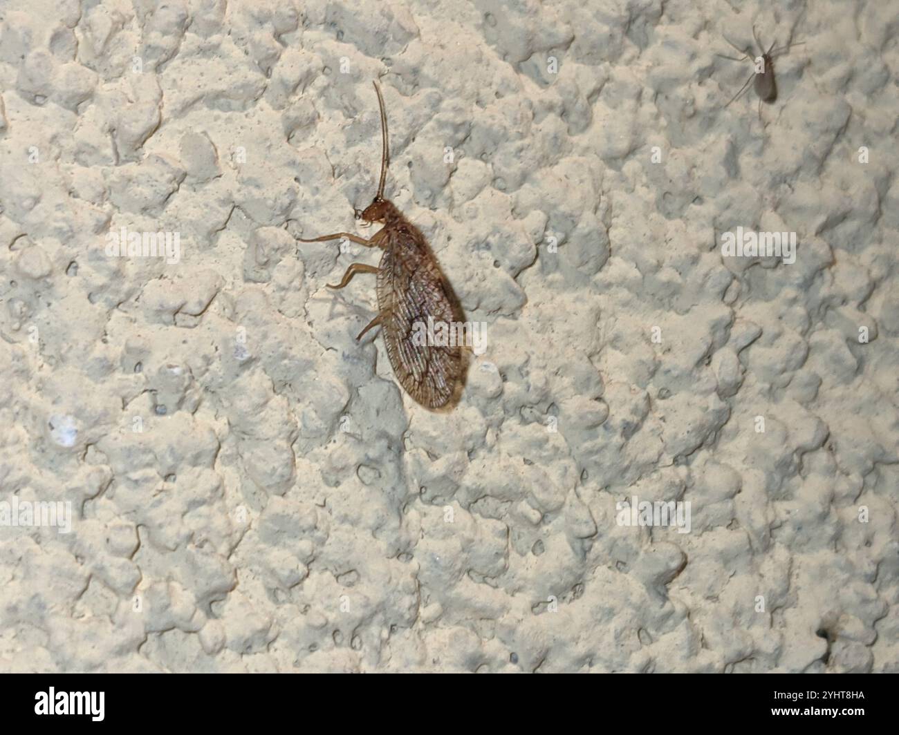 Angular Brunette Lacewing (Micromus angulatus Stock Photo - Alamy