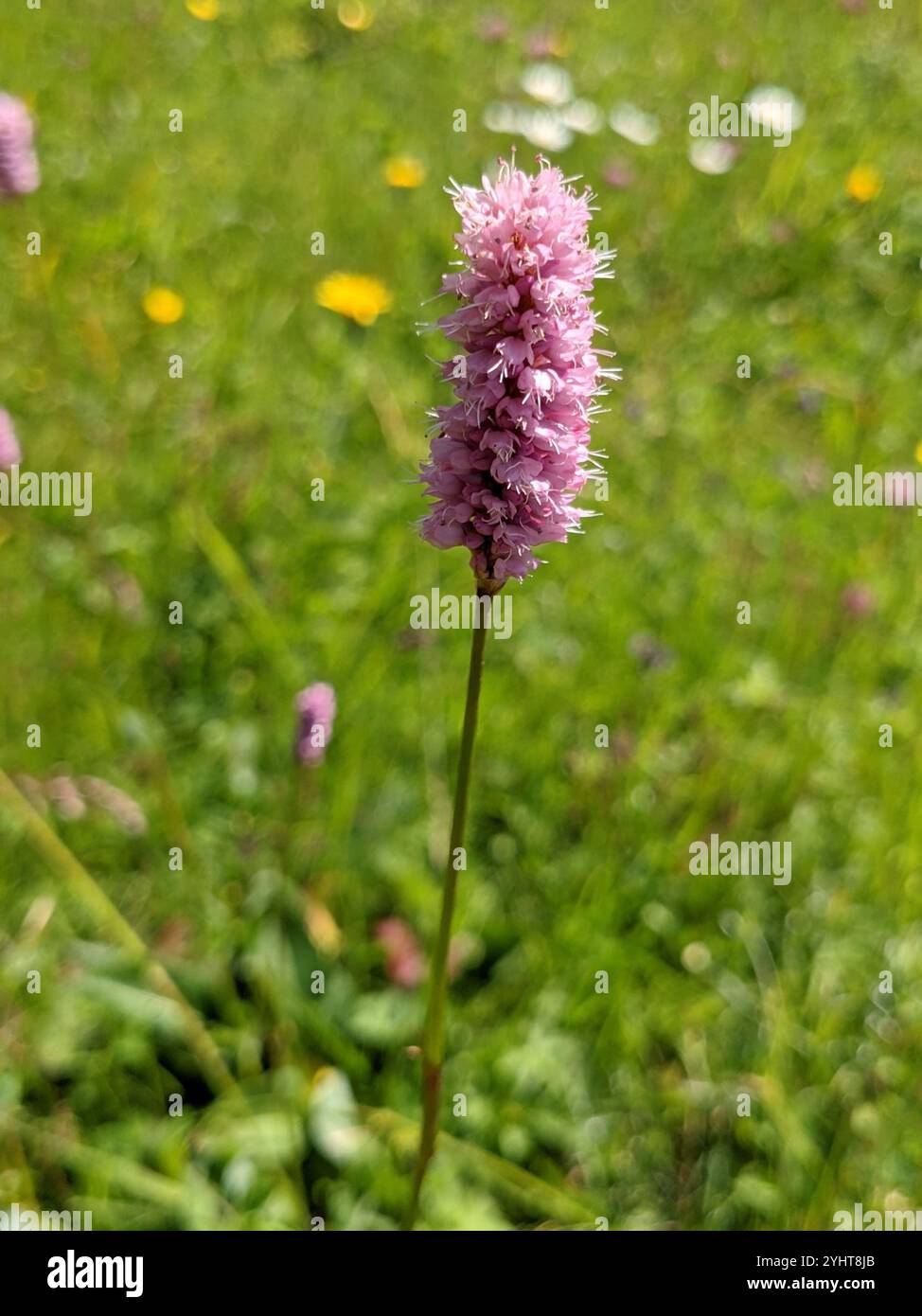 common bistort (Bistorta officinalis Stock Photo - Alamy
