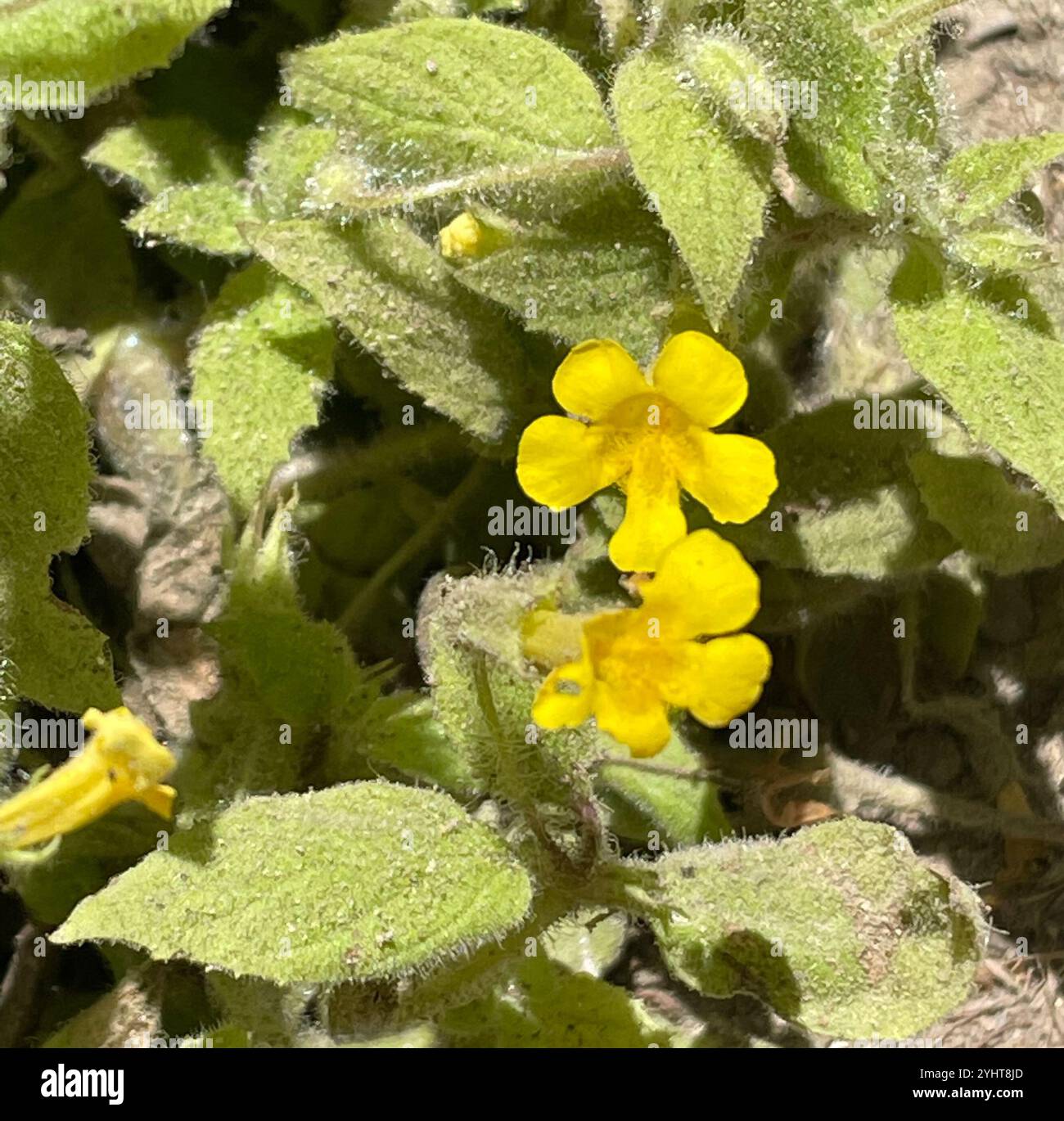 wing-leaf monkeyflower (Erythranthe ptilota Stock Photo - Alamy