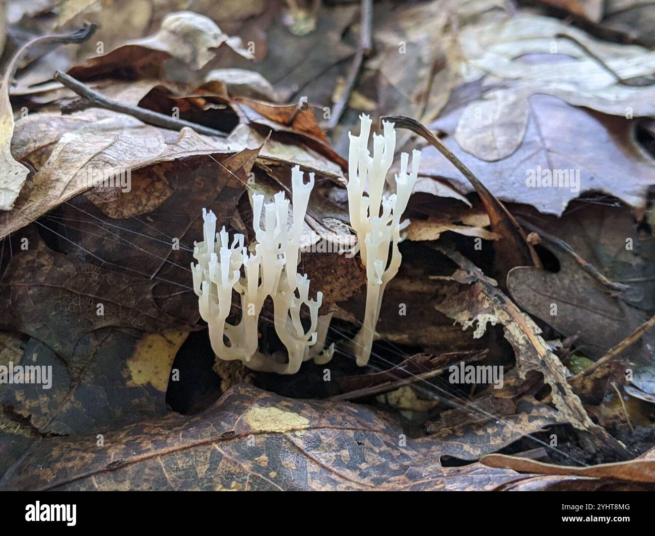 crown-tipped coral fungus (Artomyces pyxidatus Stock Photo - Alamy