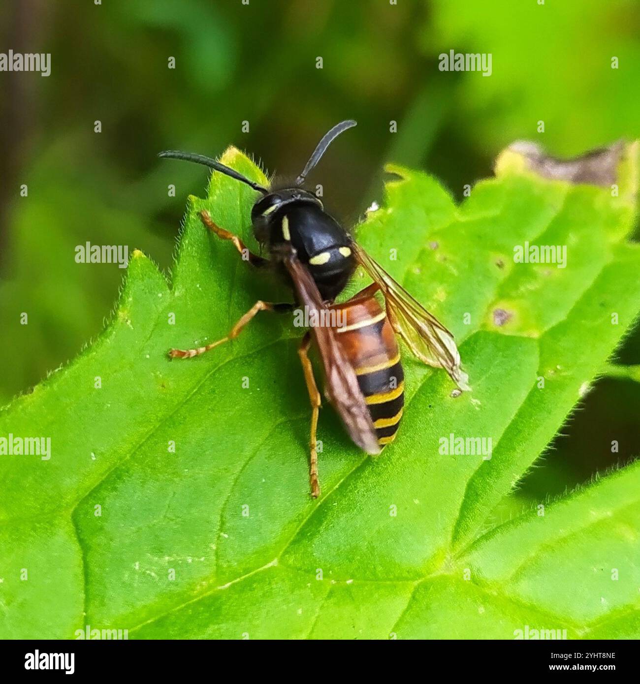 Red-banded Yellowjacket (Vespula rufa Stock Photo - Alamy