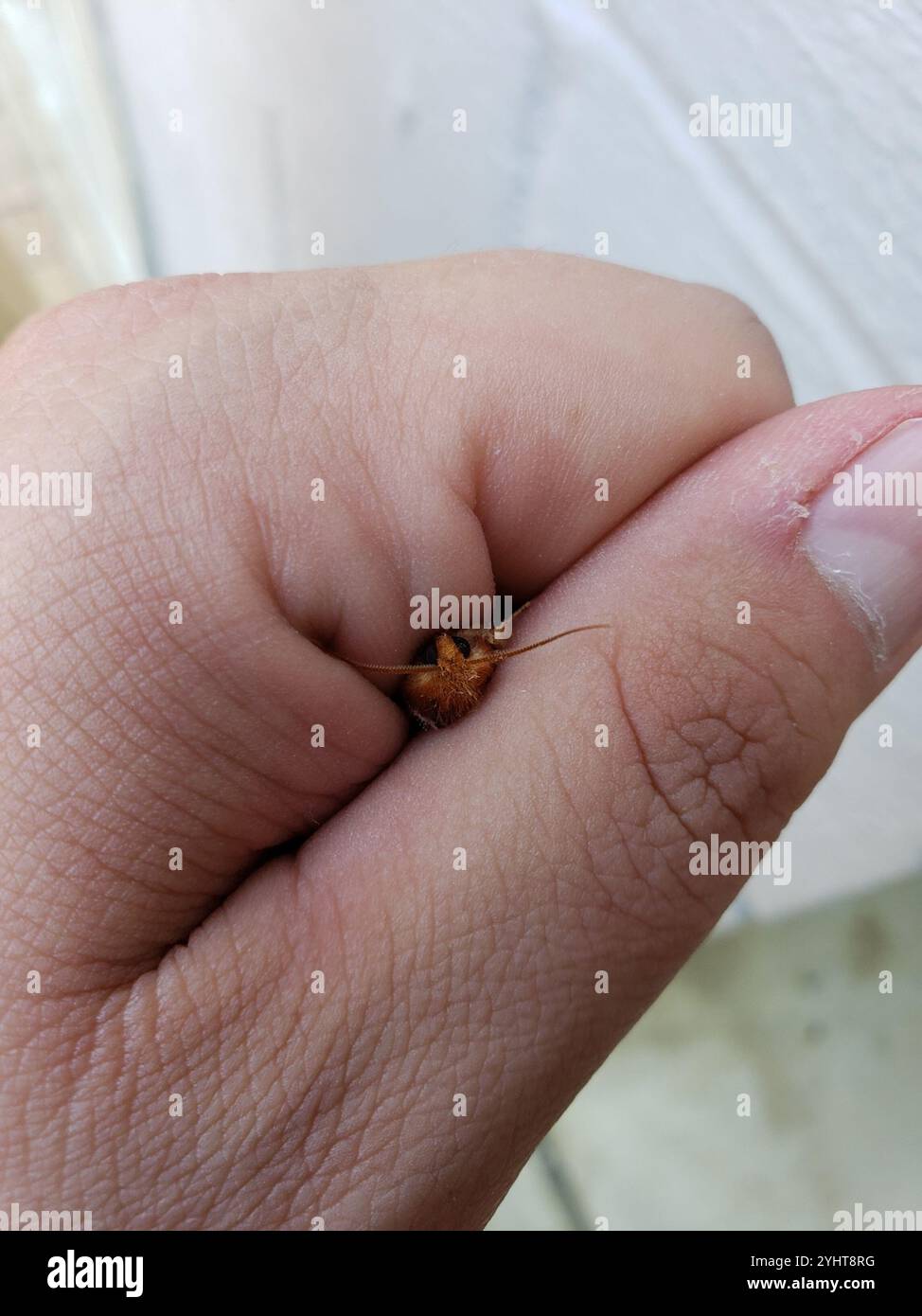 Walnut Caterpillar Moth (Datana integerrima Stock Photo - Alamy