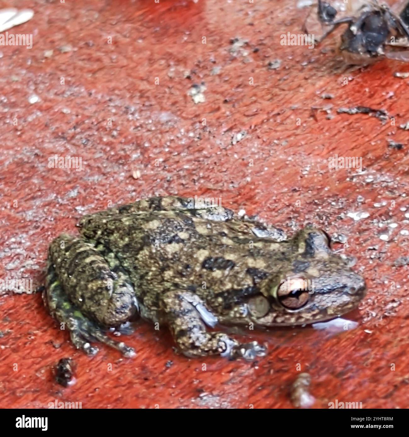 Venezuela Snouted Tree Frog (Scinax x-signatus Stock Photo - Alamy