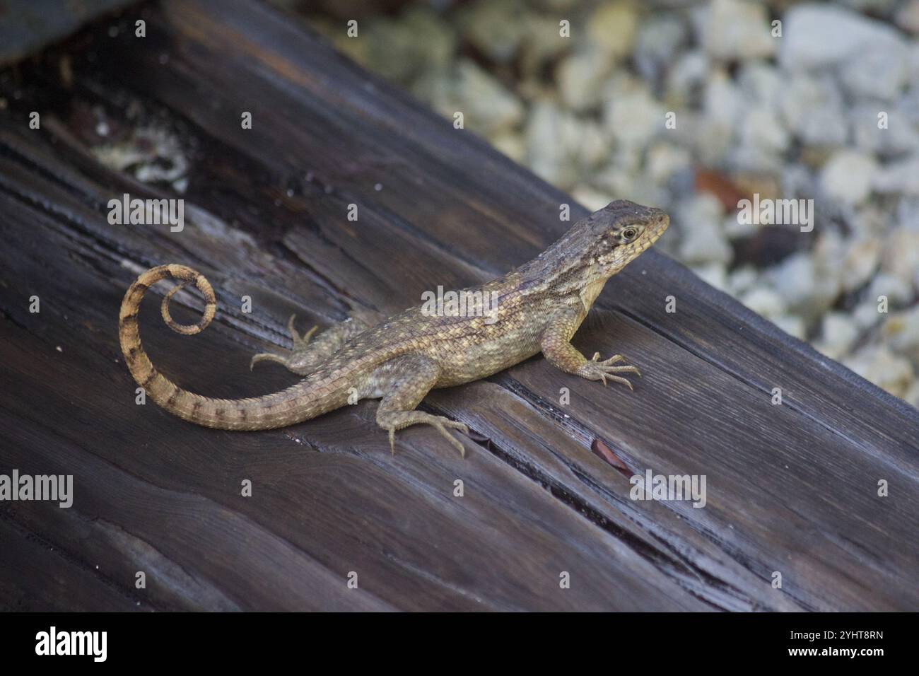 Northern Curly-tailed Lizard (Leiocephalus carinatus Stock Photo - Alamy