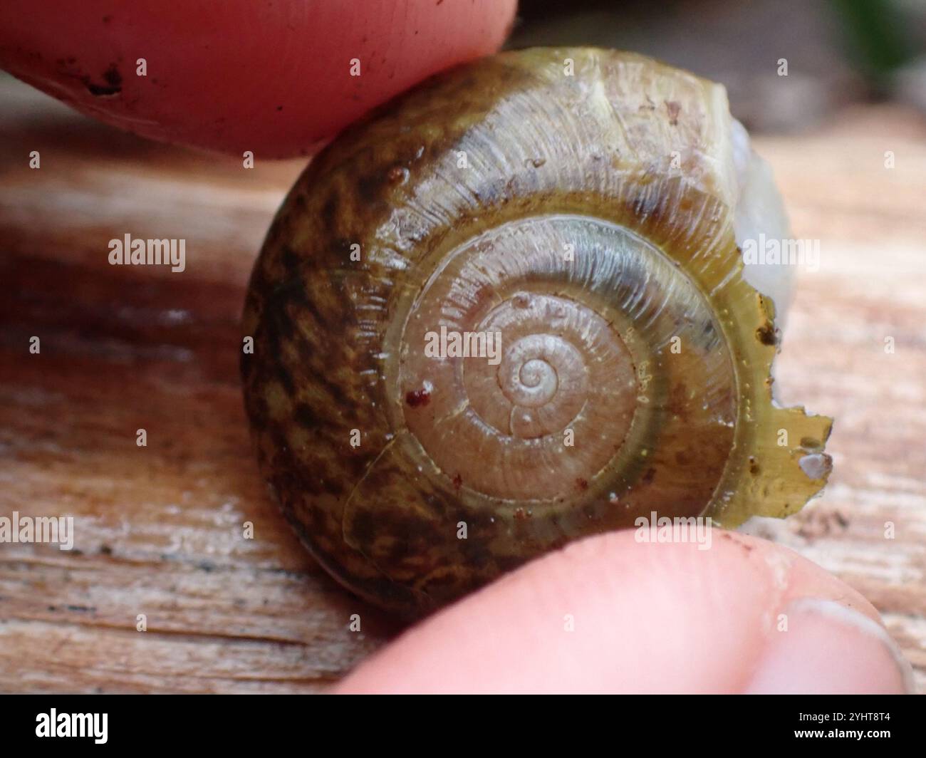 Common Land Snails and Slugs (Stylommatophora Stock Photo - Alamy
