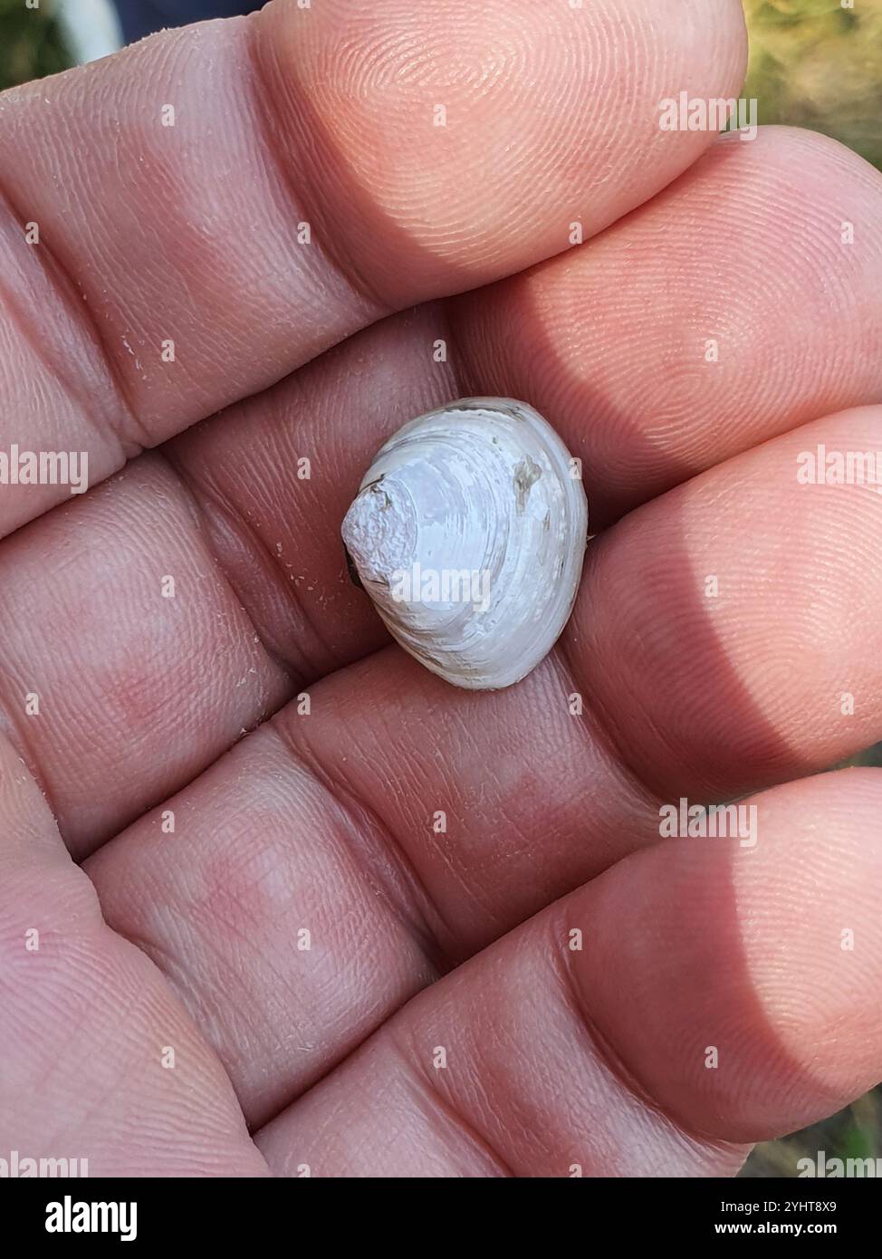 Baltic Macoma (Macoma balthica Stock Photo - Alamy