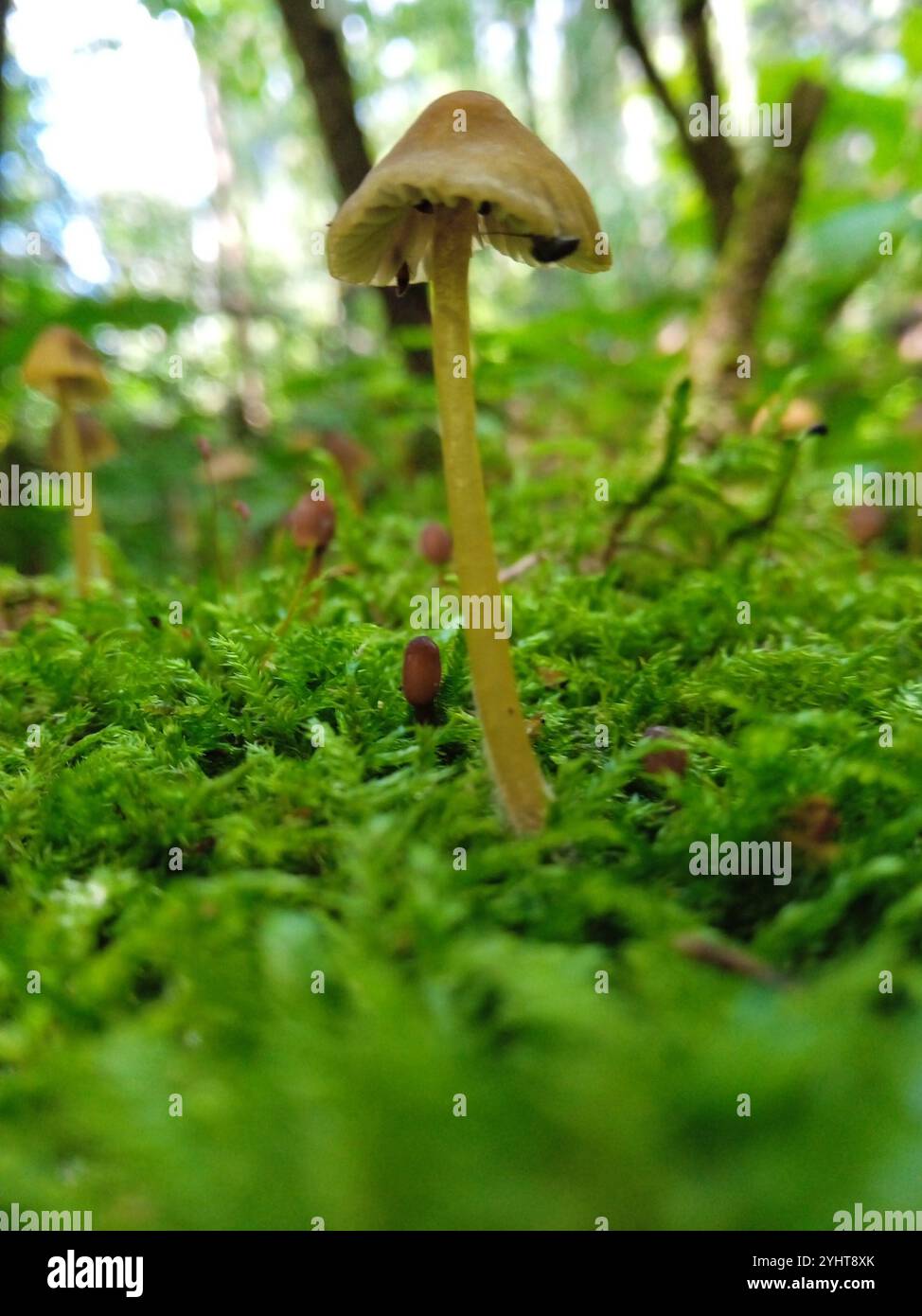 common bonnet (Mycena galericulata Stock Photo - Alamy
