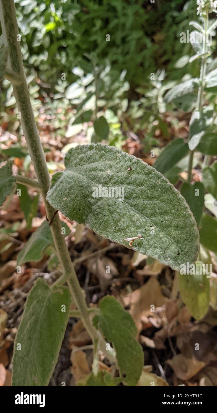 whitestem hedgenettle (Stachys albens Stock Photo - Alamy