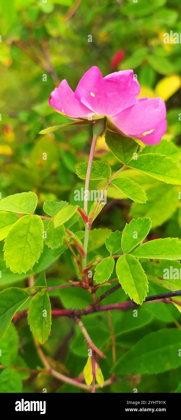 Cinnamon Rose (Rosa majalis Stock Photo - Alamy