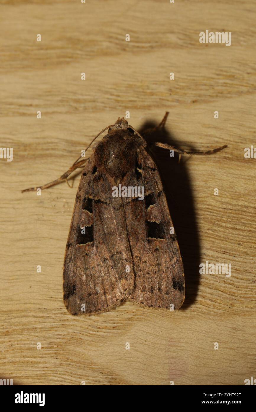 Double Square-spot (Xestia triangulum Stock Photo - Alamy