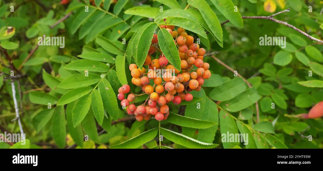 European mountain ash (Sorbus aucuparia Stock Photo - Alamy