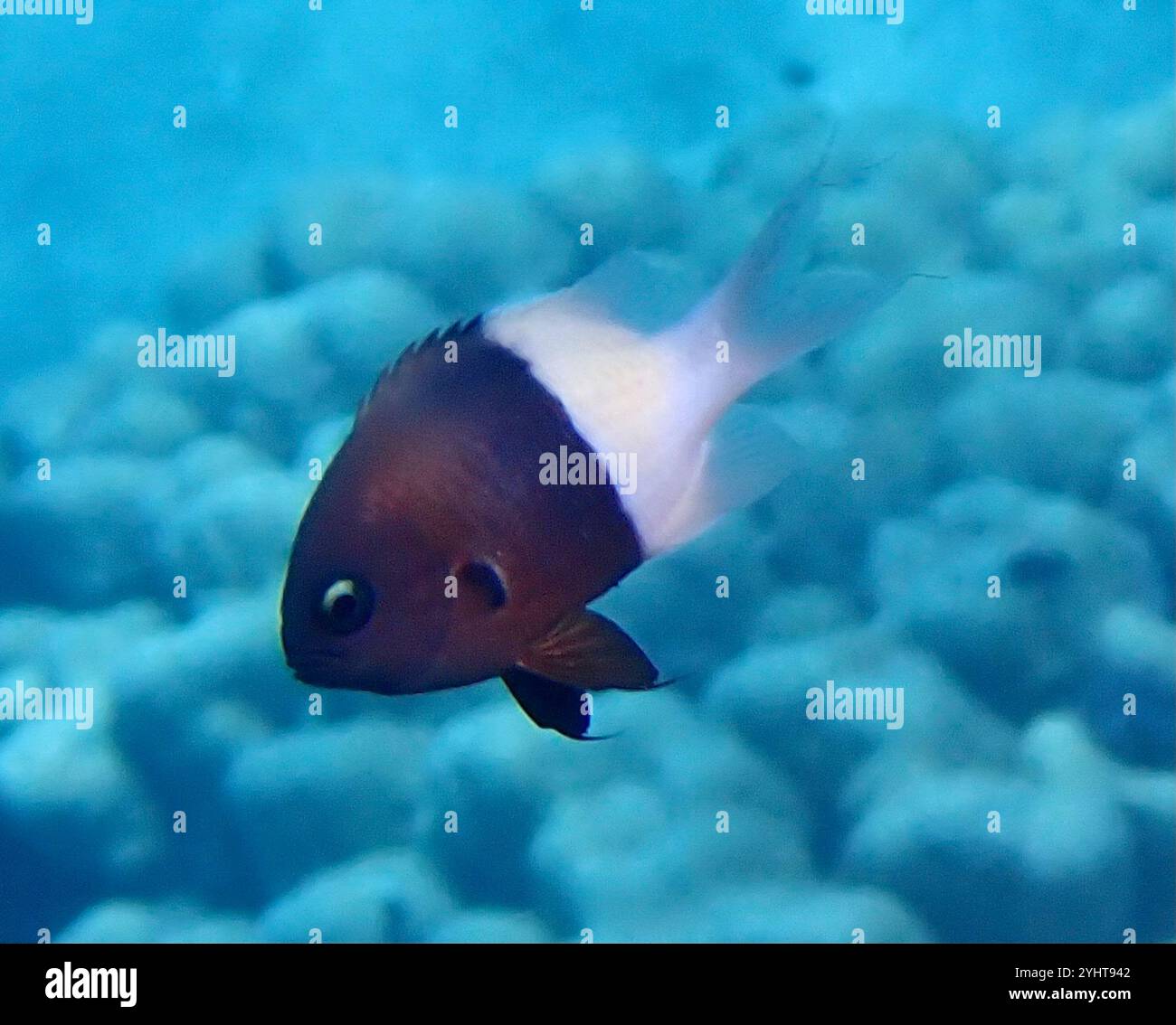 Red Sea Half-and-half Chromis (Pycnochromis dimidiatus Stock Photo - Alamy