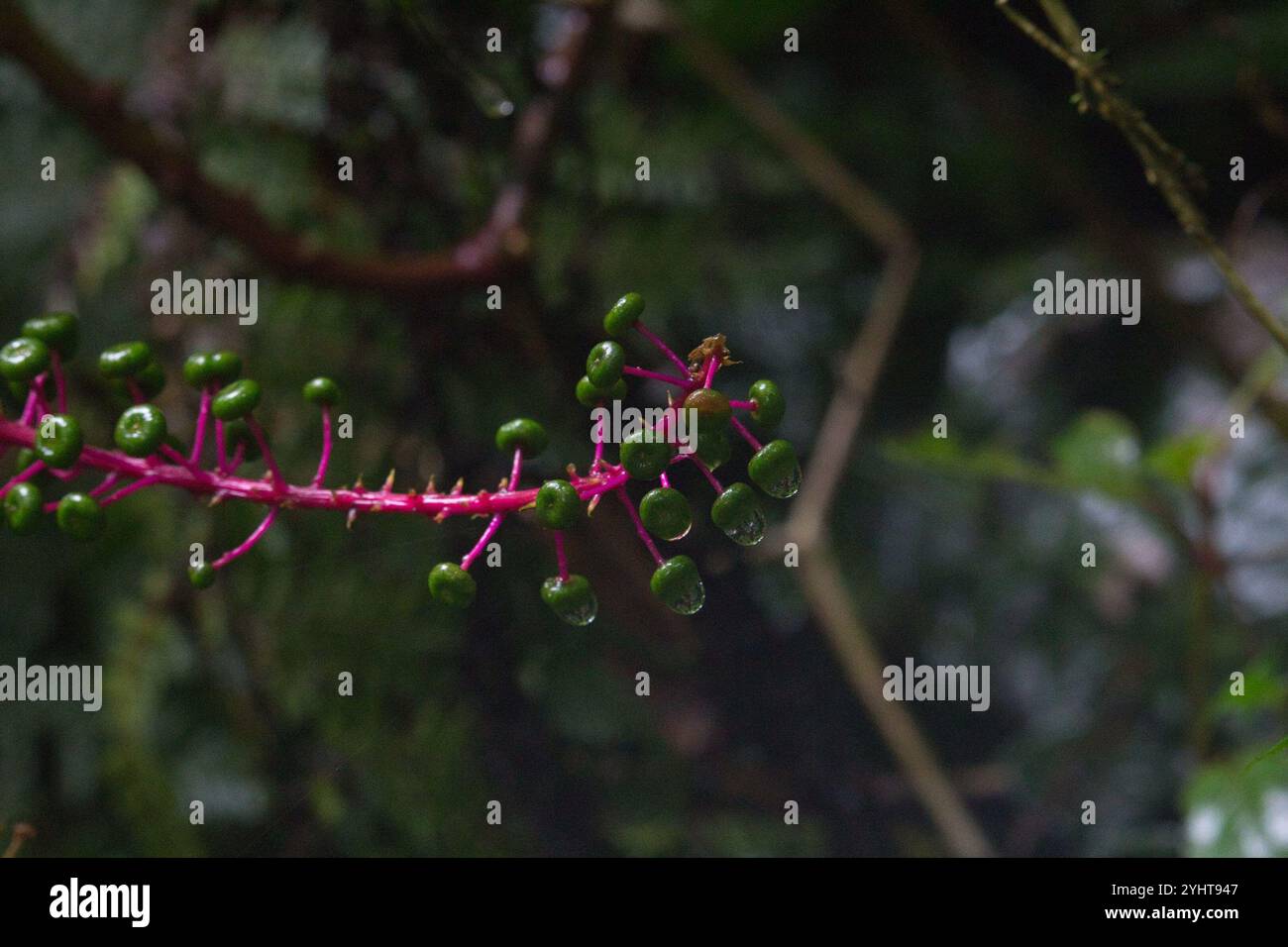 Rivinoides hi-res stock photography and images - Alamy