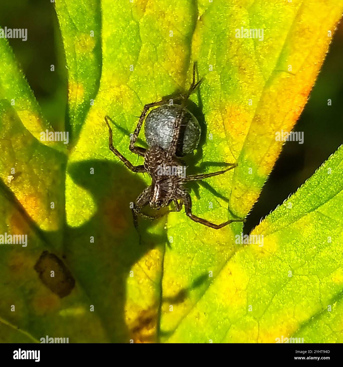 Thin-legged Wolf Spiders (Pardosa Stock Photo - Alamy