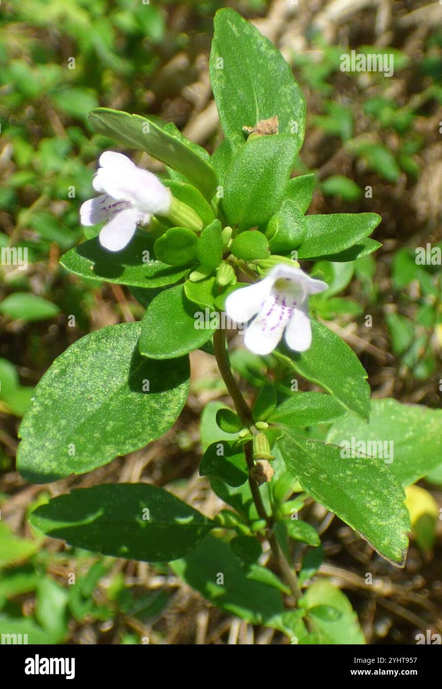 Georgia calamint (Clinopodium carolinianum Stock Photo - Alamy